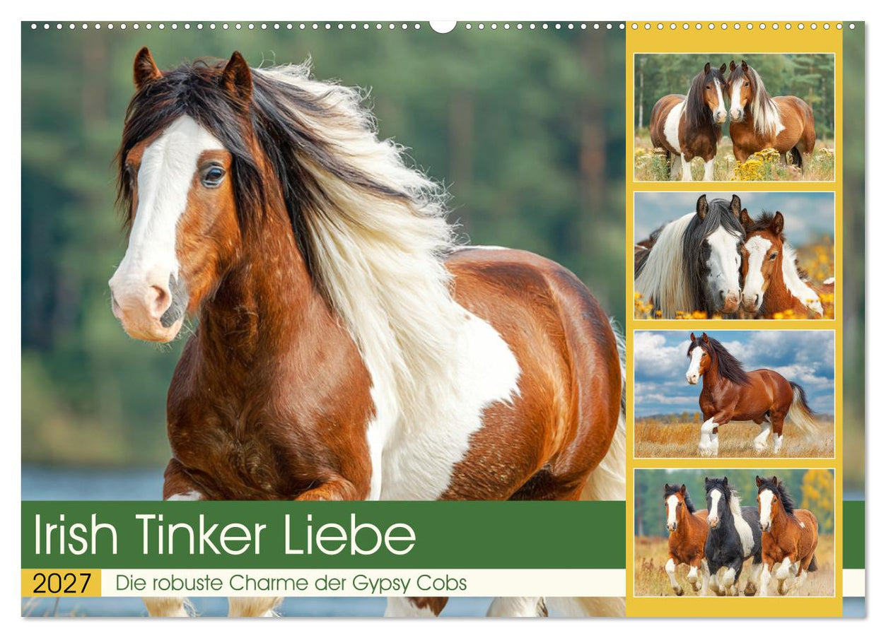 Irish Tinker Liebe. Der robuste Charme der Gypsy Cobs (CALVENDO Wandka ...